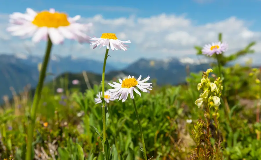 Royalty Free Stock Photos, Videos & Vectors | Colourbox