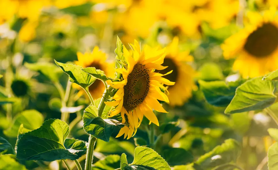 Royalty Free Stock Photos, Videos & Vectors | Colourbox